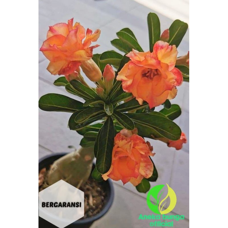 Jual Tanaman hias bunga adenium tumpuk orange full / bunga Kamboja ...