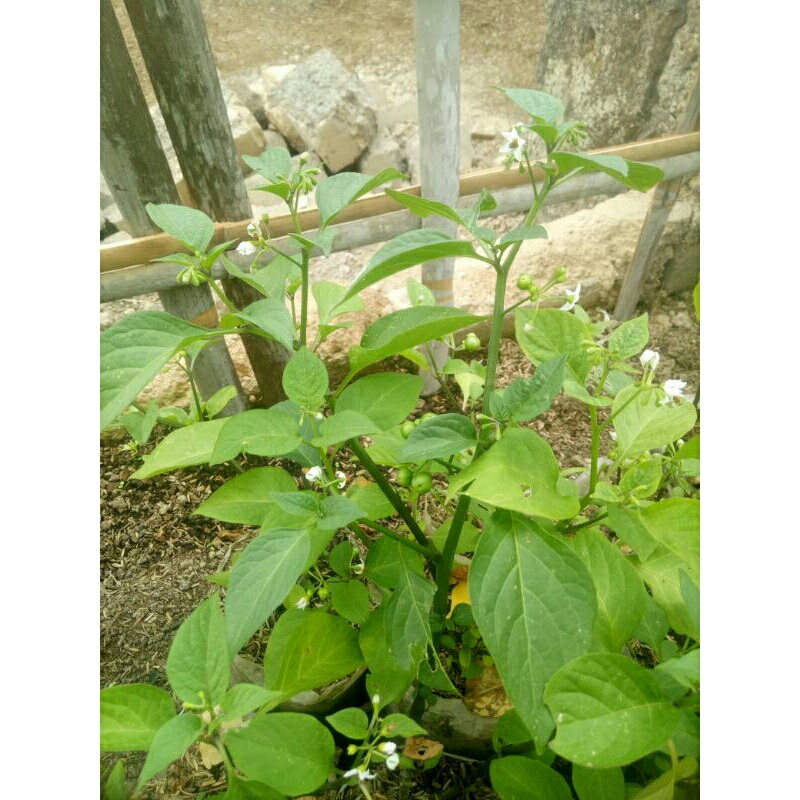 Jual Tanaman Leunca - sayur lalap | Shopee Indonesia