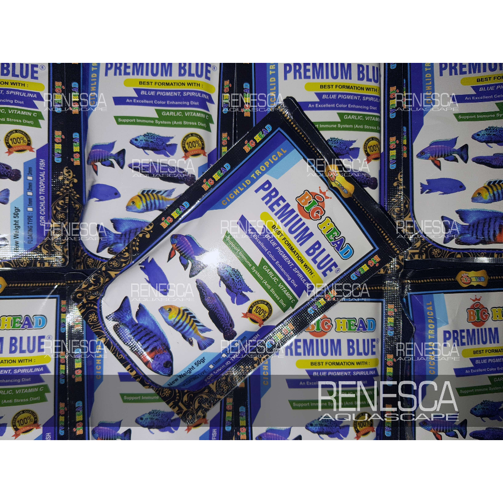 Jual Big Head Premium Blue Cichlid Tropical Fish 50 Gr - Pakan Pelet ...