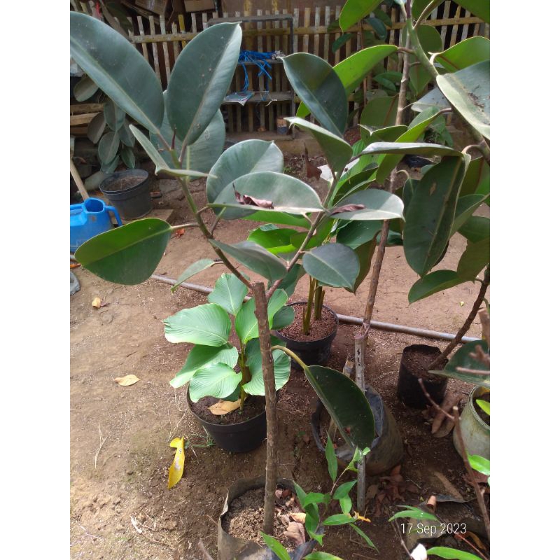 Jual karetkebo/karet kebo cabang 2/karet kebo cabang/tanaman hias | Shopee Indonesia