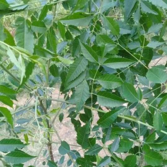 Jual Daun Mimba Atau Mindi Segar paket 500 gram | Shopee Indonesia