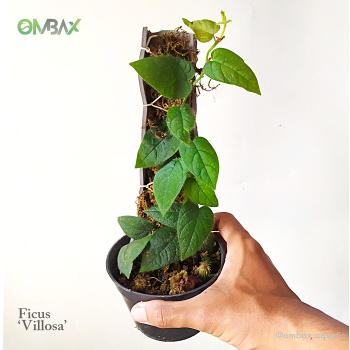 Jual Ficus 'Villosa' - Tanaman Terrarium / vivarium / Rambat | Shopee ...