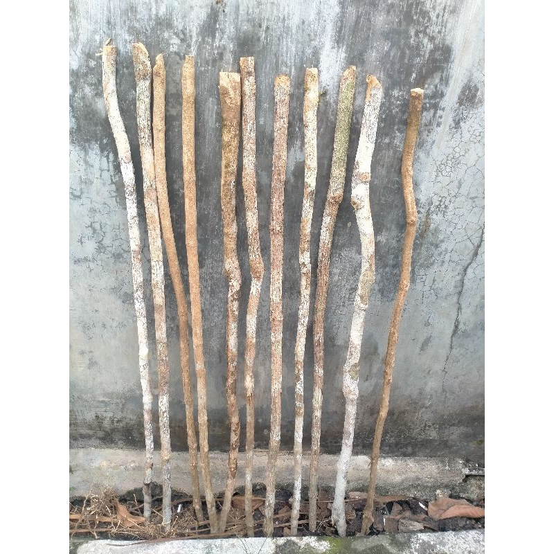 Jual tongkat kayu raja mandak | Shopee Indonesia
