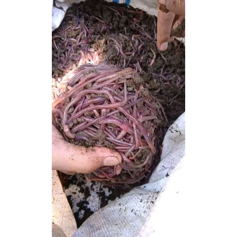 Jual Cacing ANC / pakan ternak / peliharaan | Shopee Indonesia