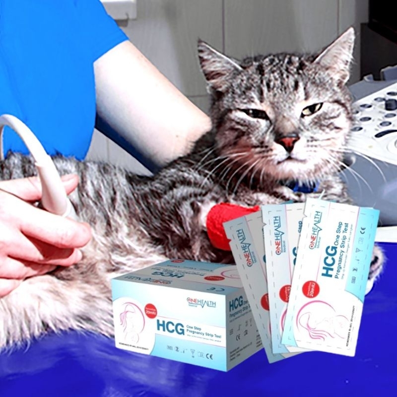 Jual TEST PACK - Alat Untuk Mengetahui Kucing Hamil Tes Kehamilan ...