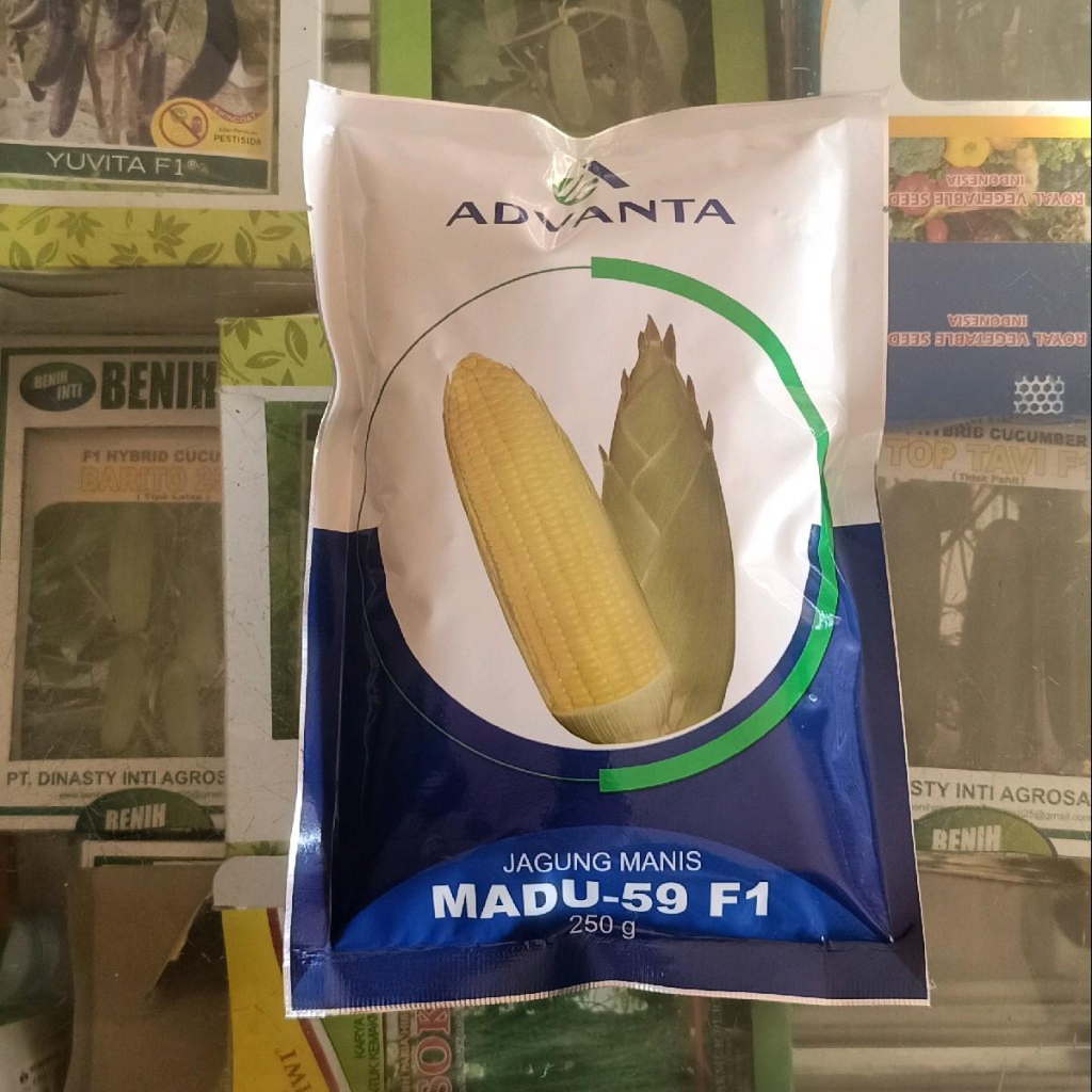 Jual Benih Jagung Manis MADU-59 F1 isi 250gr Advanta seeds | Shopee ...