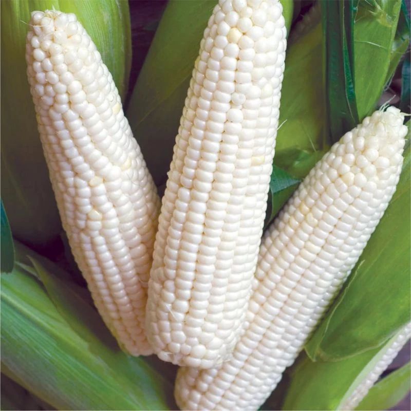 Jual PROMO!! 1KG BENIH JAGUNG PUTIH SUPER UNGGUL | Shopee Indonesia