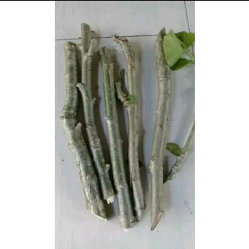 Jual Bibit Stek Batang Pohon Jarak Pagar / Bibit Jarak Pagar / Bibit ...