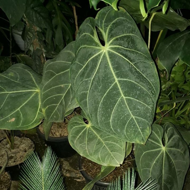 Jual Tanaman Hias Anthurium Magnificum Verde Jumbo | Shopee Indonesia