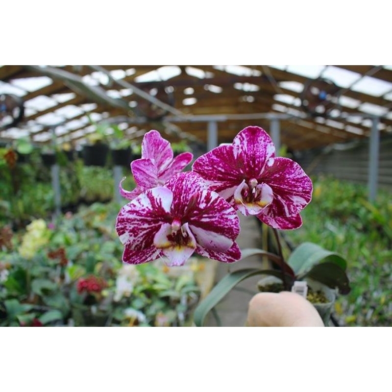 Jual Anggrek Bulan mini ( eyes pinky gloss ) | Shopee Indonesia