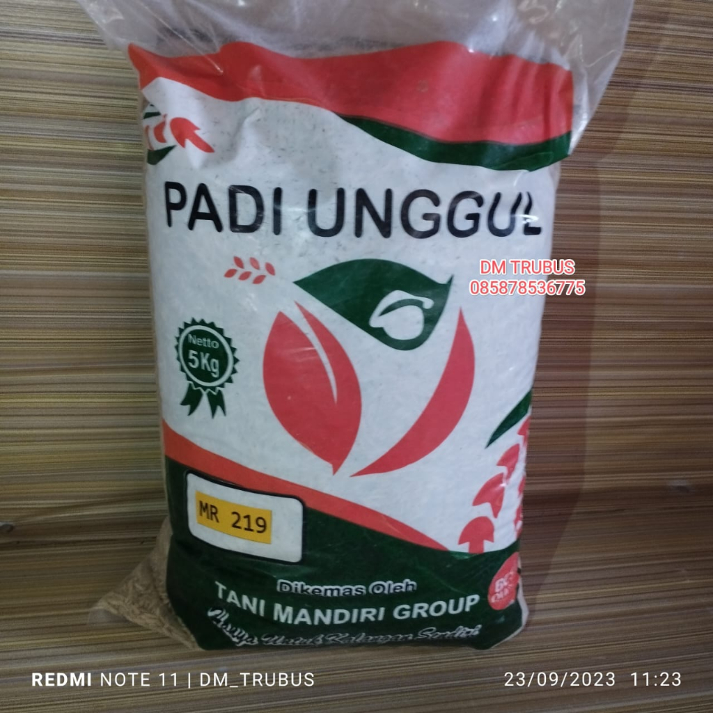 Jual BENIH PADI MR219 5 KG TAHAN TERHADAP LAHAN BERAIR UMUR 95 HARI ...