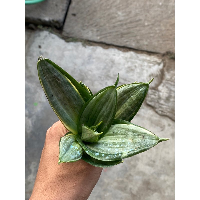 Jual Tanaman Sansevieria Sansivera Lidah Mertua Indoor Pagoda Twister ...