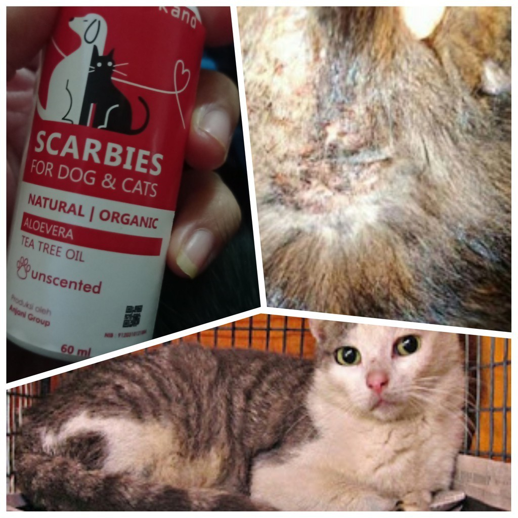 Jual Anti Scabies Obat Jamur Kucing Scabies Kulit Gatal Demodex ...