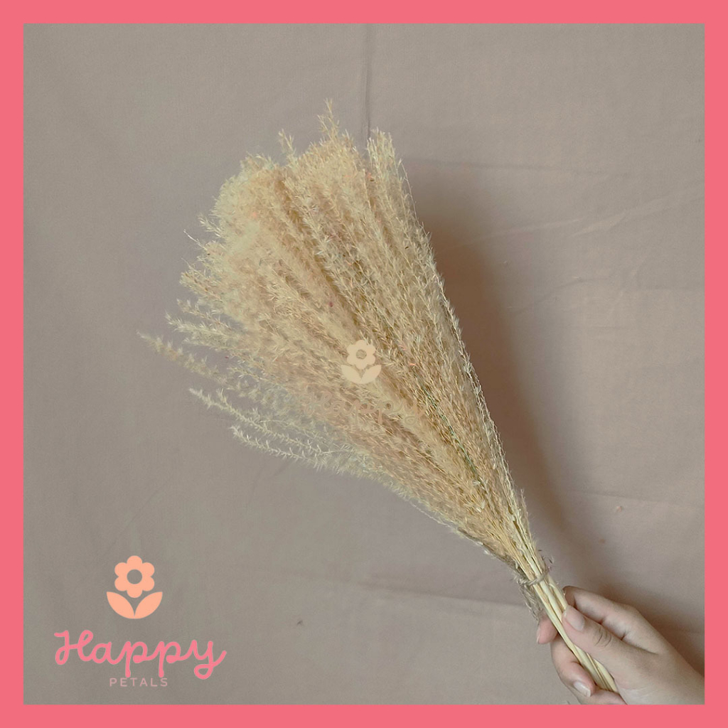Jual Dried Flower Pampas Reed Color Rainbow Bunga Tanaman Rumput Bulu ...