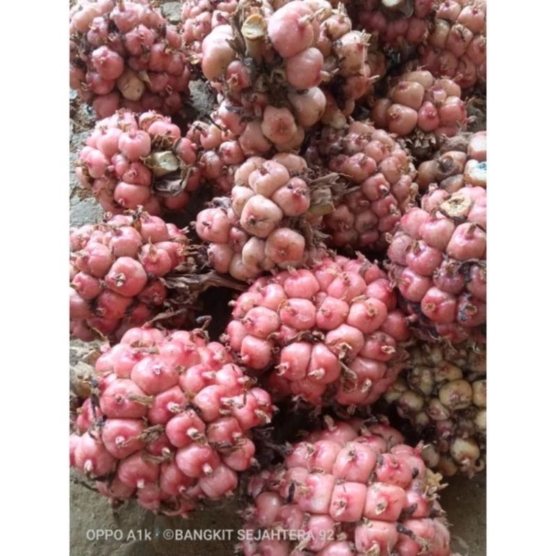 Jual Buah honje segar fres di petik saat orderan masuk 500grm 1kg ...