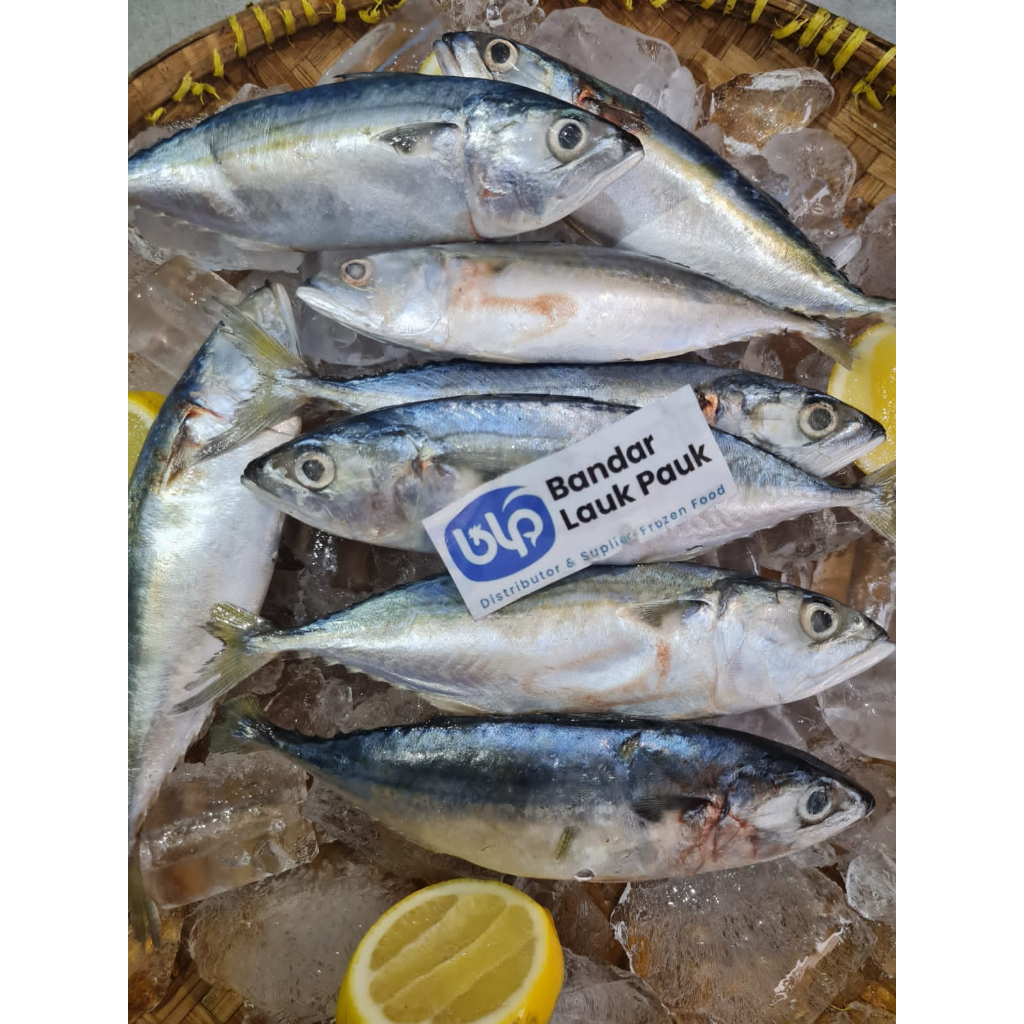 Jual Ikan Kembung Banjar 1kg isi 8 ekor | Shopee Indonesia