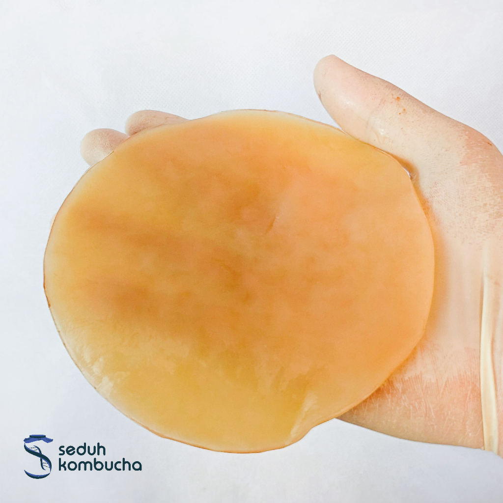 Jual Scoby Kombucha 13cm Bibit Jamur Dipo | Shopee Indonesia