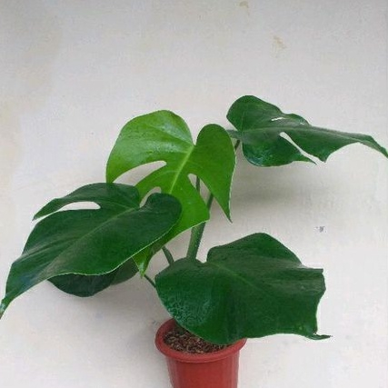 Jual tanaman hias monstera hijau 3-4daun | Shopee Indonesia