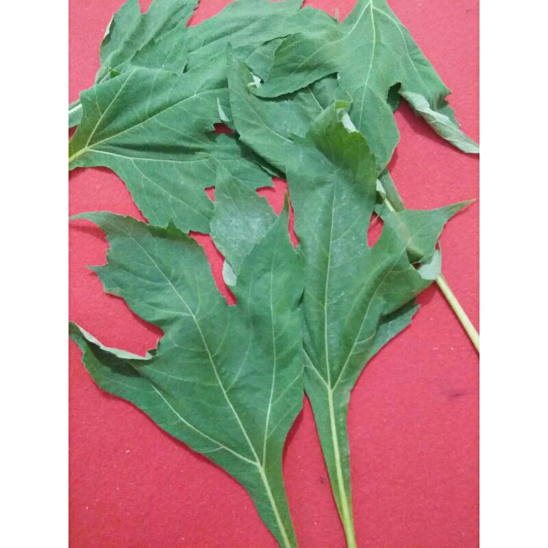 Jual daun insulin atau daun paitan bermanfaat lihat deskripsi barang ...