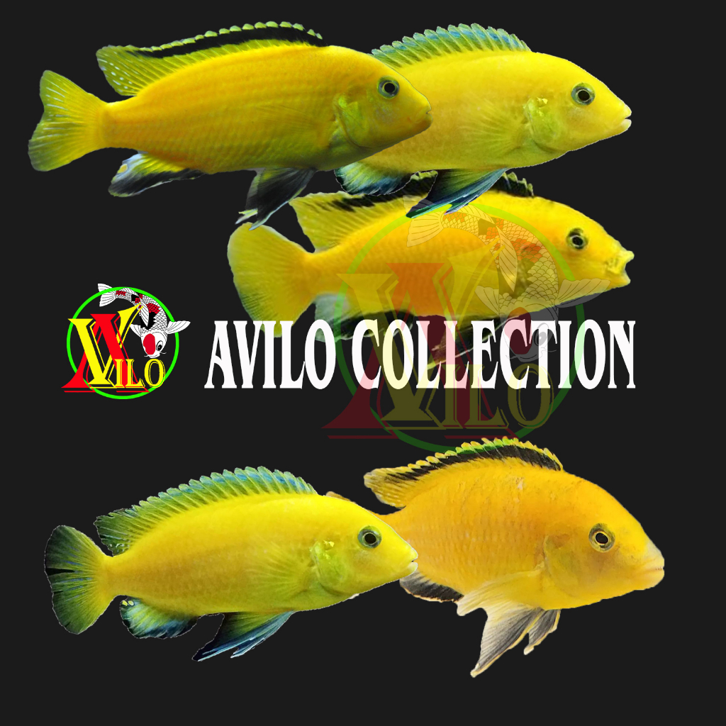 Jual ikan hias lemon kecil | Shopee Indonesia