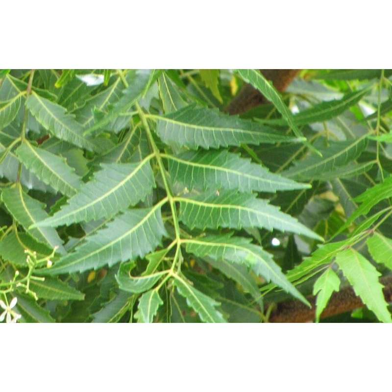 Jual DAUN MIMBA DAUN MINDI SEGAR HERBAL 1kg | Shopee Indonesia