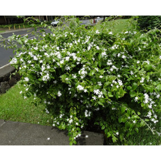 Jual Melati Bintang (Star Jasmine) - Aroma Wangi Abadi, Ready Stock ...