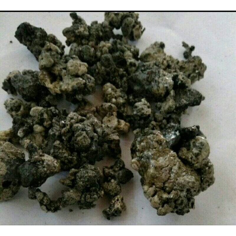 Jual Tahi Besi Spring Asli | Shopee Indonesia