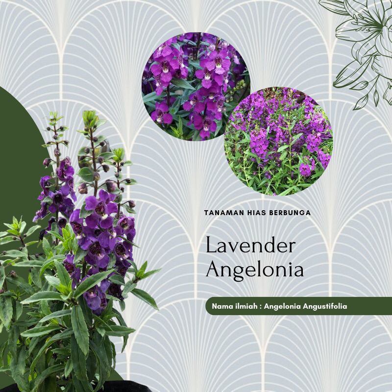 Jual Tanaman hias bunga lavender angelonia ( ungu ) | Shopee Indonesia