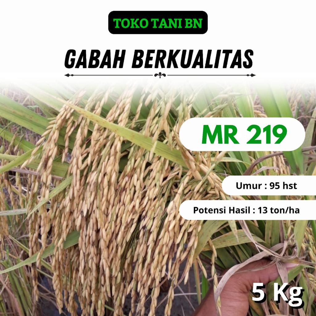 Jual Benih Padi MR219 5KG Padi Unggul | Shopee Indonesia