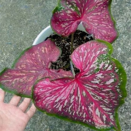 Jual caladium lance worton 2-3 daun - caladium murah meriah - tanaman ...