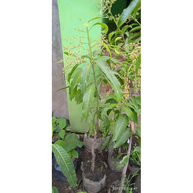 Jual Bibit mangga YUWEN berbunga | Shopee Indonesia Jual Bibit mangga YUWEN berbunga | Shopee Indonesia