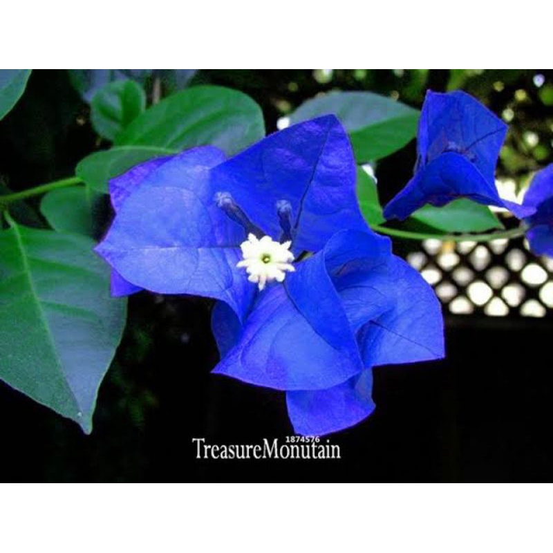 Jual Tanaman Hias Baungenville Blue Sudah Cukup Langka Shopee Indonesia