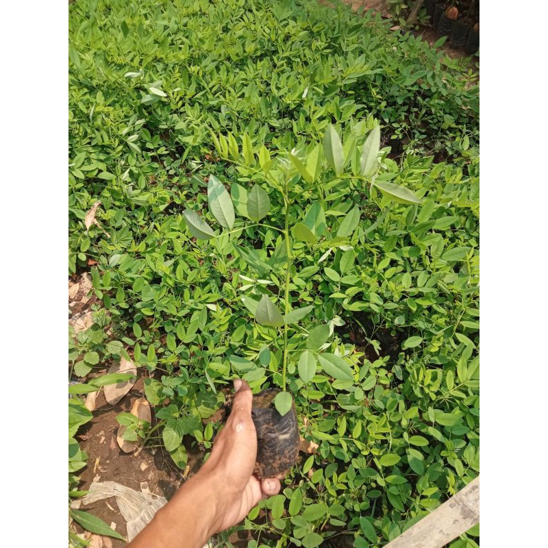 Jual 35 batang bibit indigofera pakan ternak Bonus pupuk penyubur daun ...