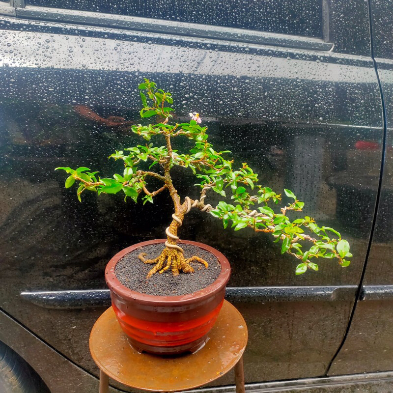 Jual Bonsai Sakura Micro Mini | Shopee Indonesia