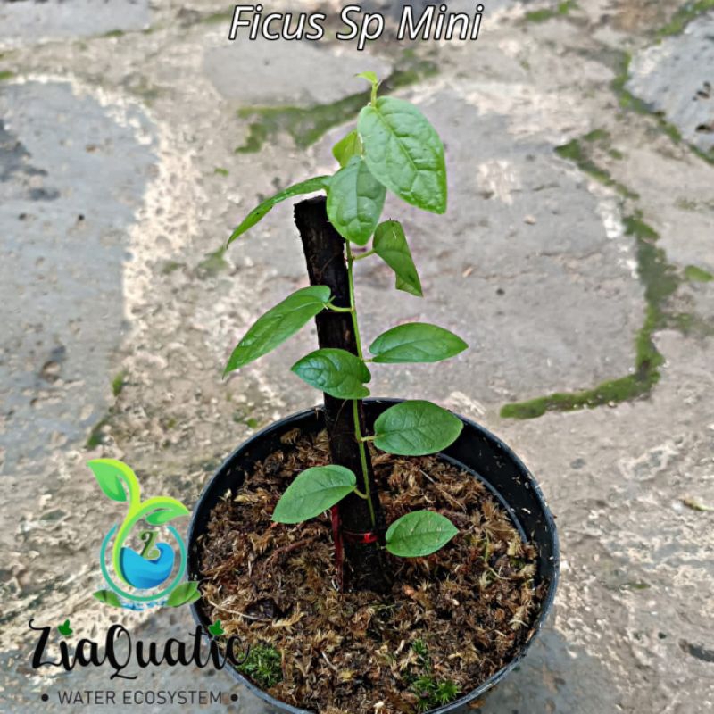 Jual Ficus Sp Mini - Tanaman Hias Rambat Paludarium Terrarium ...
