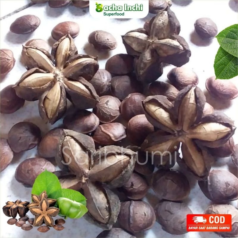 Jual SACHA INCHI Biji Benih Pilihan kemasan 1kg | Shopee Indonesia
