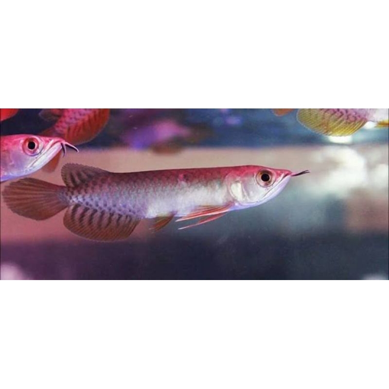 Jual Arwana Super Red Premium Lengkap (Sertifikat&chip) | Shopee Indonesia