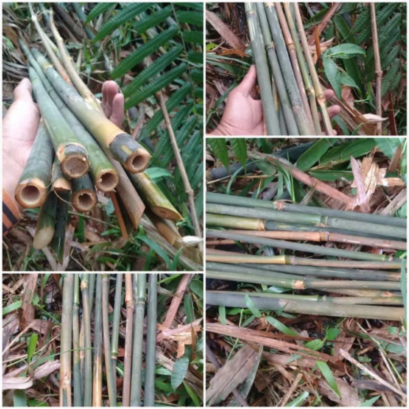 Jual Bambu Ajir / Turus penyangga tanaman bulat | Shopee Indonesia