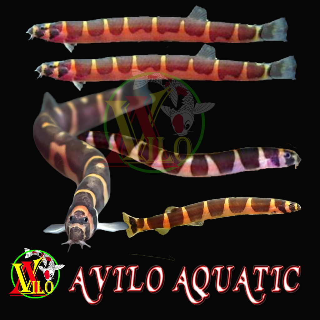 Jual ikan hias kuhli loach belut kecil loreng aquascape dasar | Shopee ...