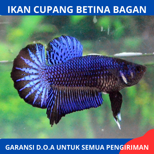Jual Promo cupang Bagan Betina Full Telur Siap Breed Murah | Shopee ...