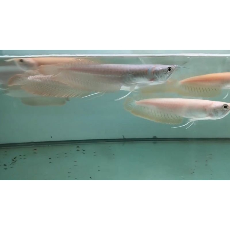 Jual Hiasan aquarium_arwana silver red 18-20 cm | Shopee Indonesia