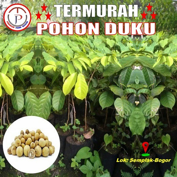 Jual BIBIT POHON DUKU / POHON DUKU / BIBIT POHON GRADE A | Shopee Indonesia