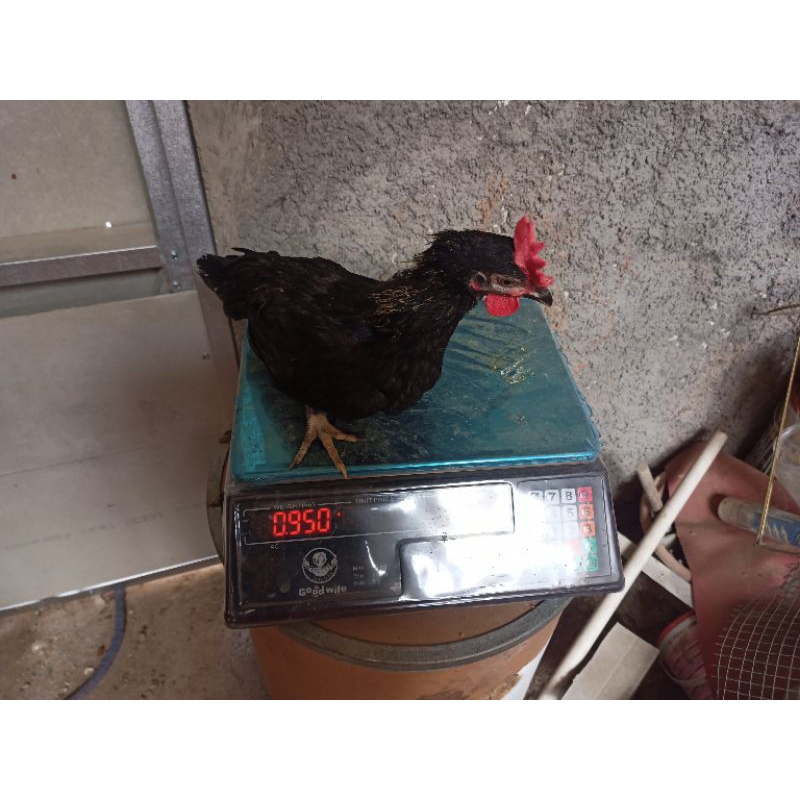 Jual Calon Pacek Ayam Kampung Unggul Balitnak (KUB) | Shopee Indonesia