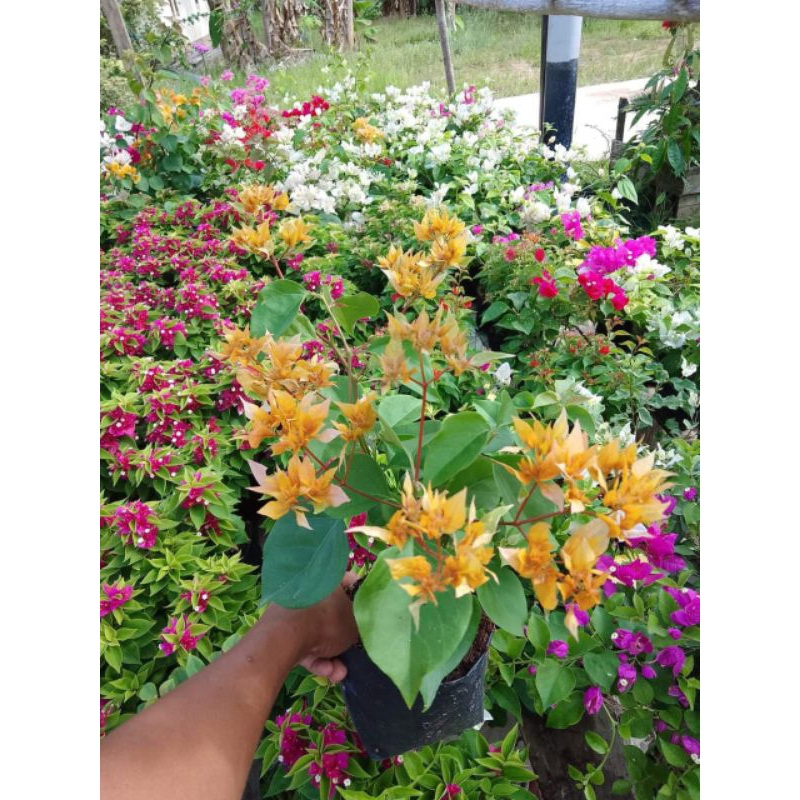 Jual Bunga Bougenville 5 Warna Shopee Indonesia