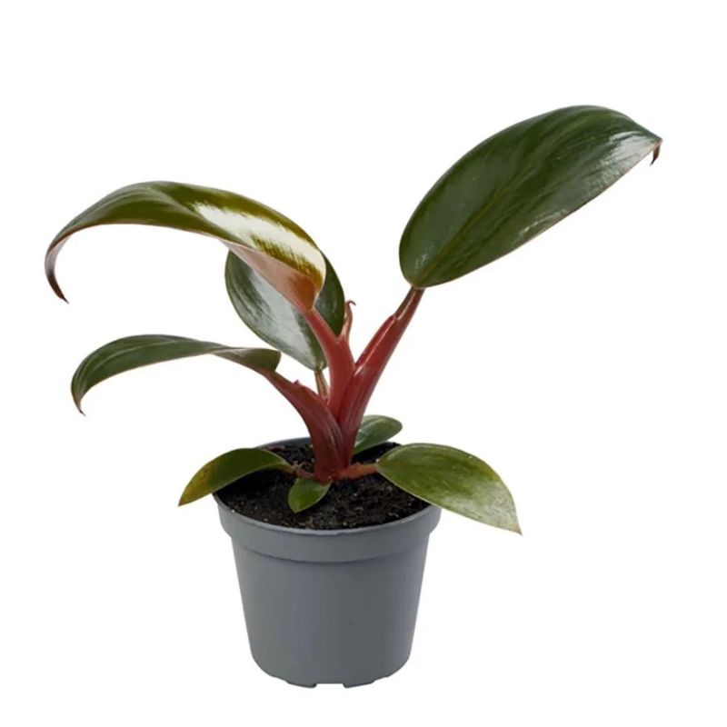 Jual philo RED kongo mini | Shopee Indonesia