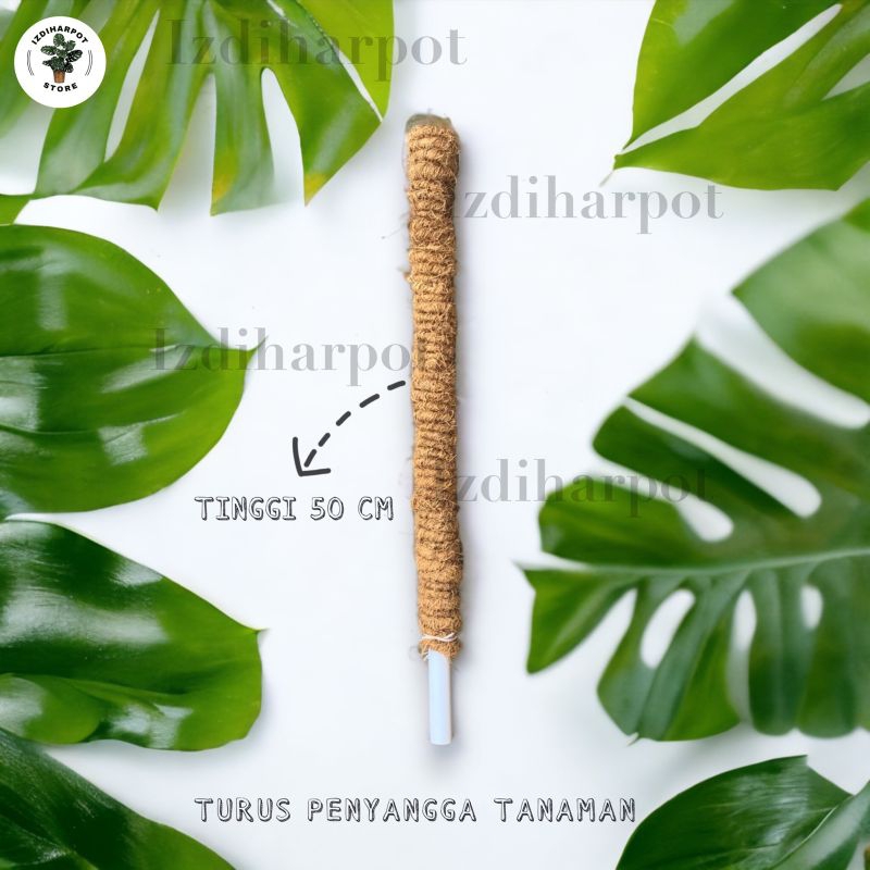 Jual turus rambatan peyangga tanaman rambat panjang 50cm - TURUS LILIT ...