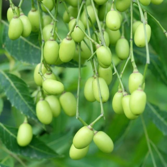 Jual Seed Center Bibit Benih Buah Mimba (10 Seeds) | Shopee Indonesia