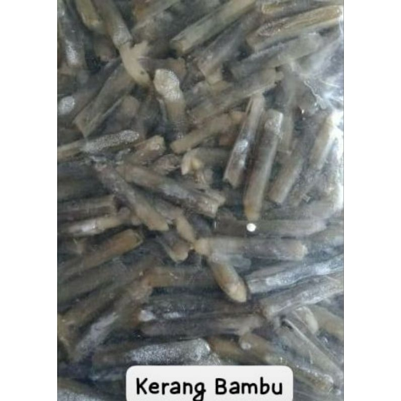 Jual kerang lorjuk bambu 1 kg | Shopee Indonesia