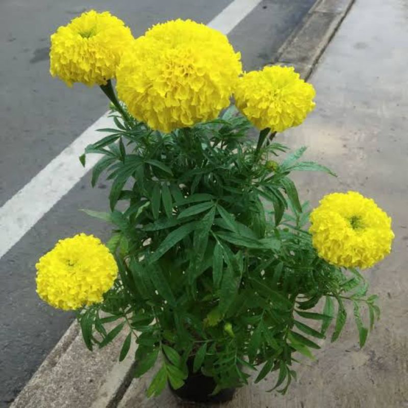 Jual Tanaman Hias Marry Gold Rimbun Dan Sudah Berbunga | Shopee Indonesia