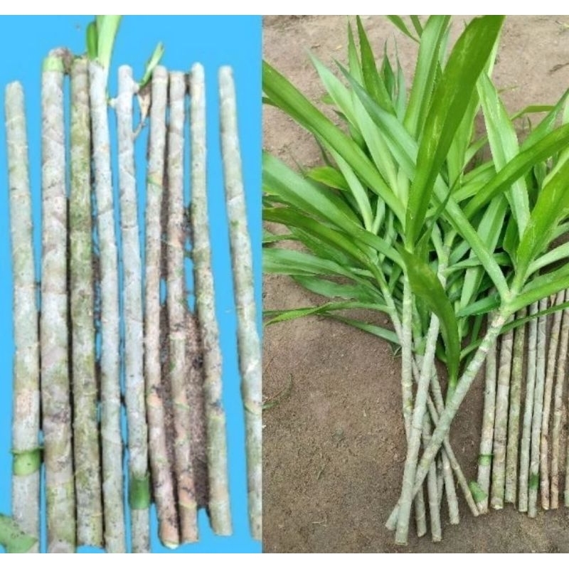 Jual Bibit Stek Daun Suji 20-25cm | Shopee Indonesia
